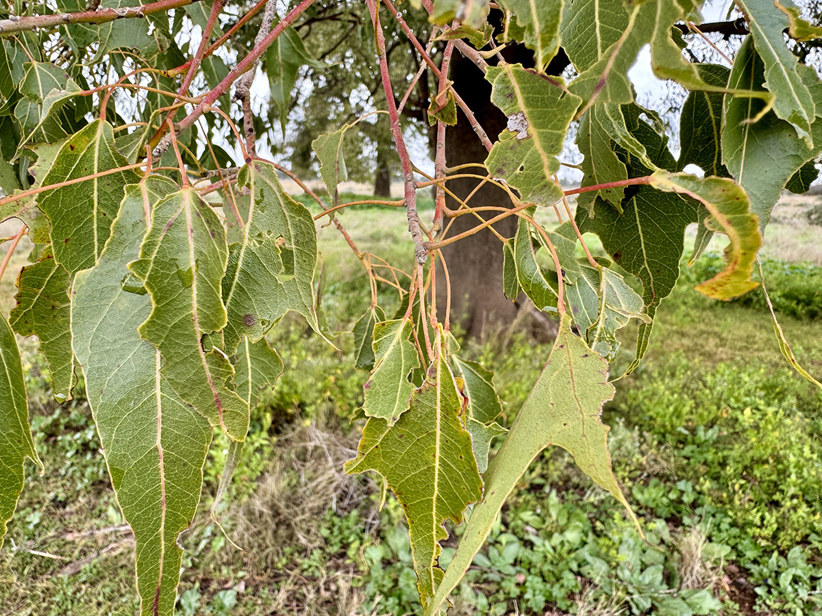 Brachychiton populneus (Kurrajong), Australia – arboreus.earth