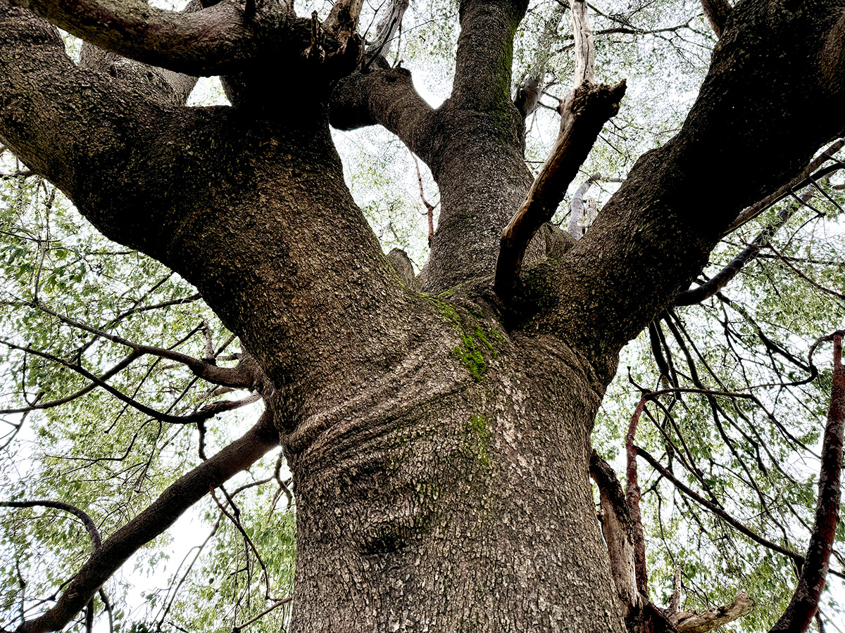 Brachychiton populneus (Kurrajong), Australia – arboreus.earth
