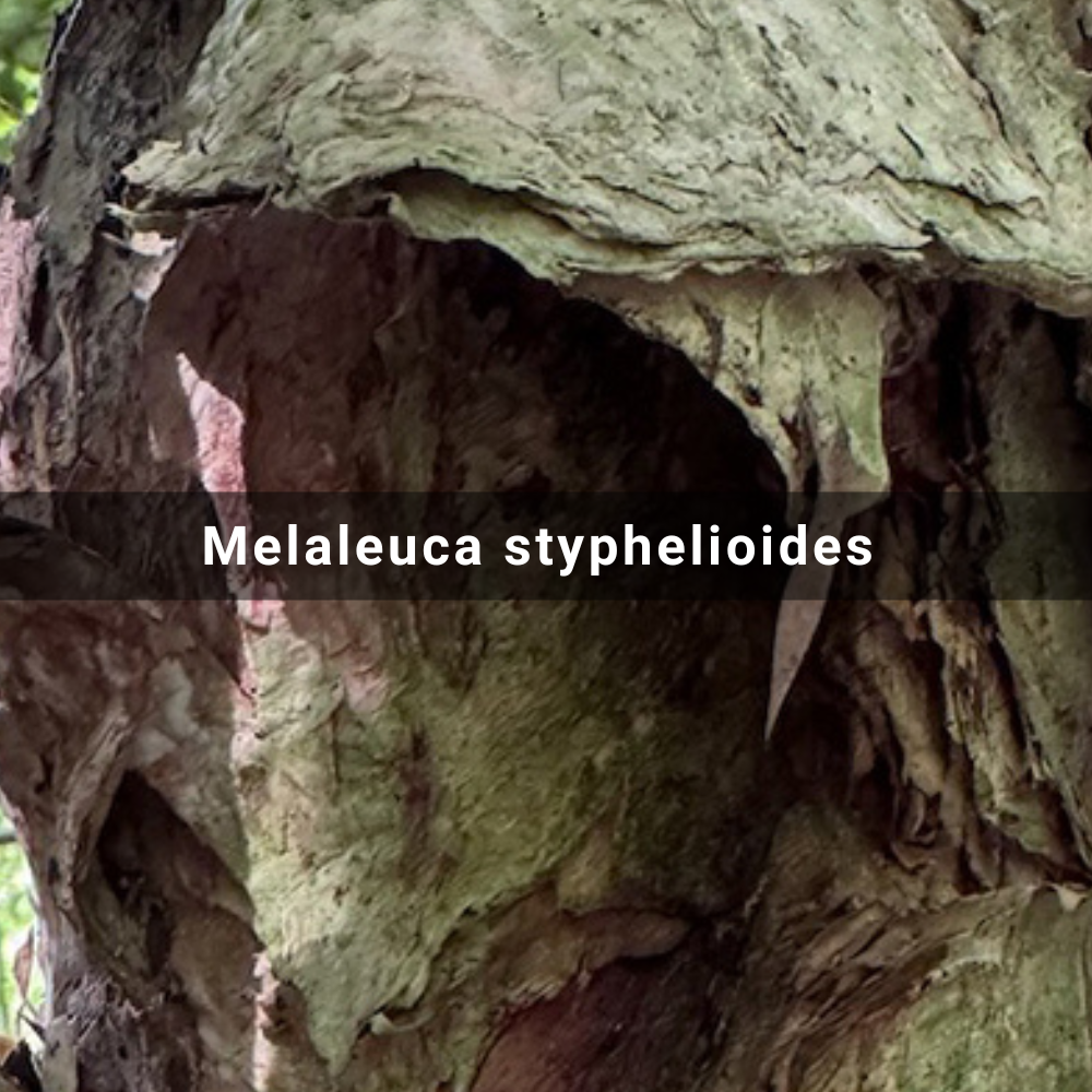 Melaleuca styphelioides (Prickly-leaved Paperbark), Australia ...