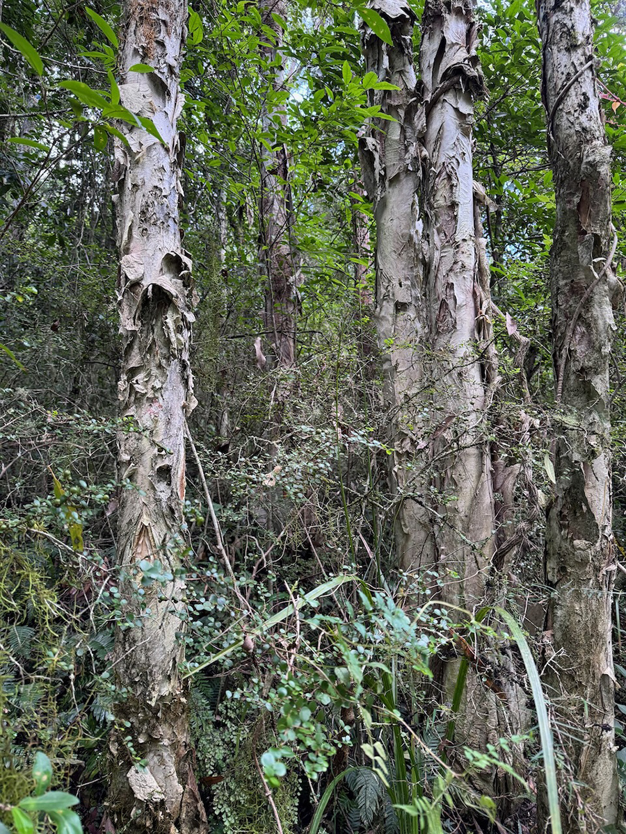 Melaleuca styphelioides (Prickly-leaved Paperbark), Australia ...