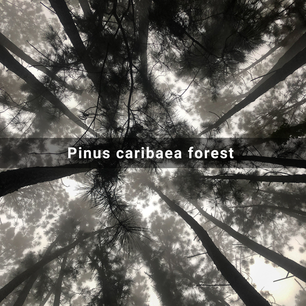 Pinus caribaea reforested forest (Caribbean Pine) – arboreus.earth