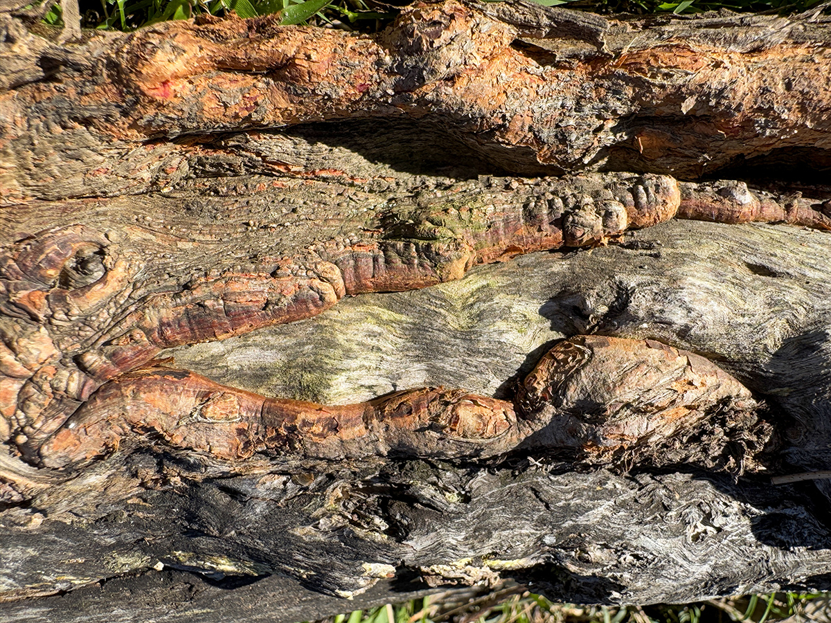 Corymbia gummifera (Red Bloodwood) – arboreus.earth