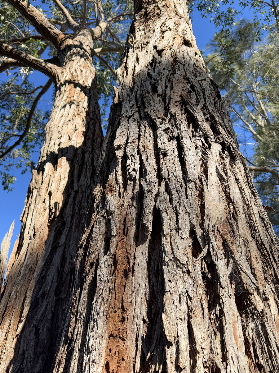 Corymbia gummifera (Red Bloodwood) – arboreus.earth