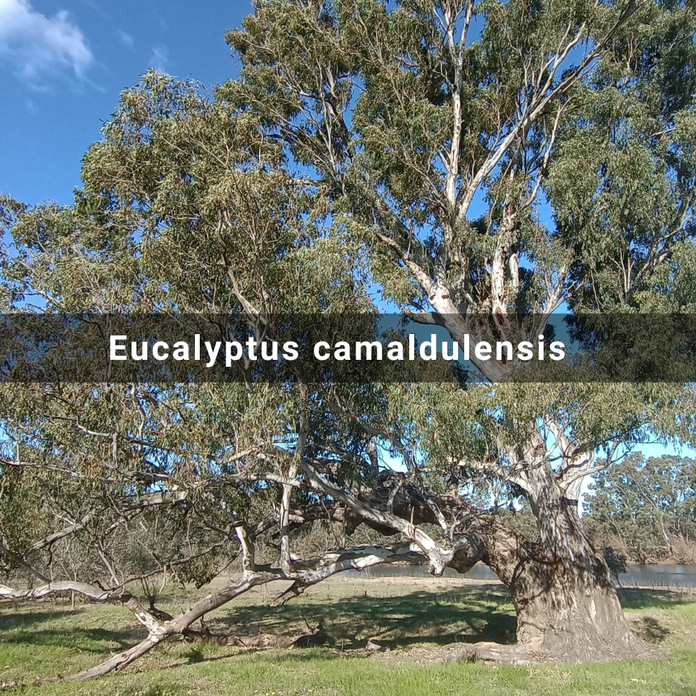 Eucalyptus camaldulensis (River Red Gum) – arboreus.earth