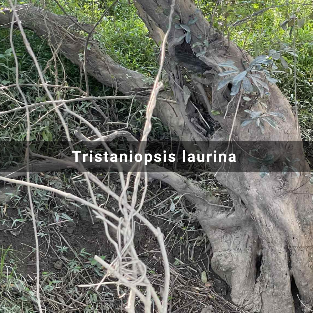 Tristaniopsis laurina (Water Gum) – arboreus.earth