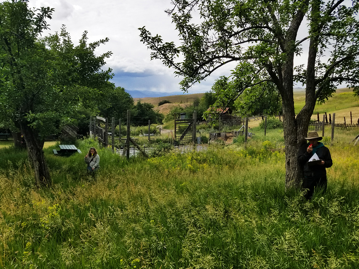 Malus domestica (Domestic Apple) – arboreus.earth